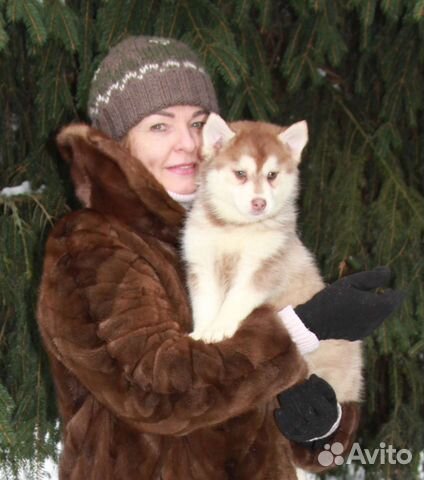 Помски Ф2 мальчик