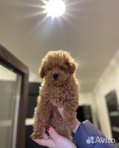 Крошка мини мальтипу