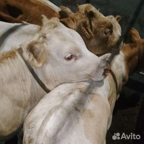 Быки симменталы