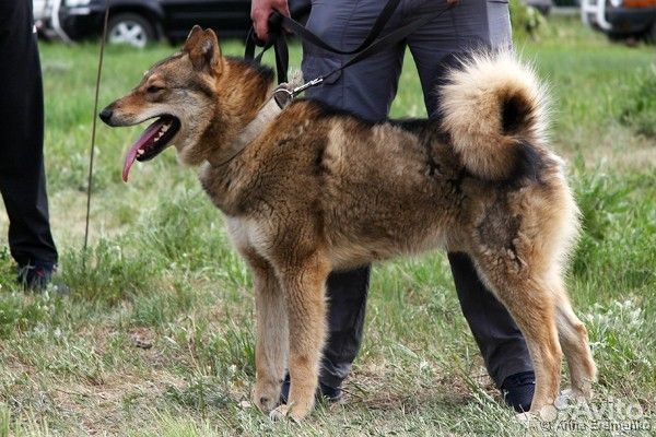 Западно сибирская лайка вязка