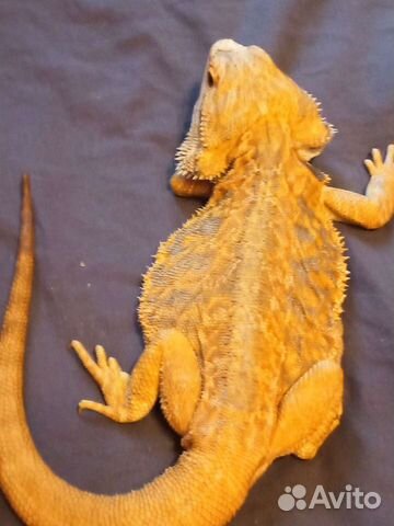 Бородатая агама взрослый самец