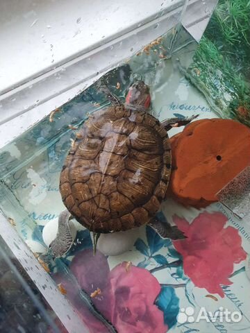 Красноухая черепаха бесплатно