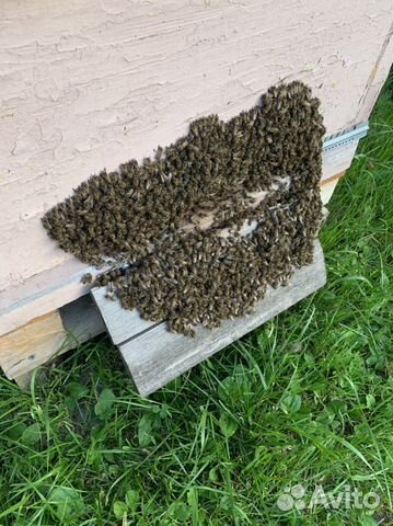 Улей с пчелами