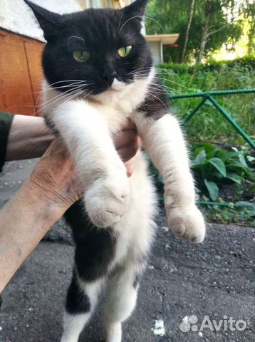 Кошка