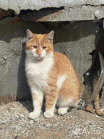 Подкинули на стройку ручного,милого котенка
