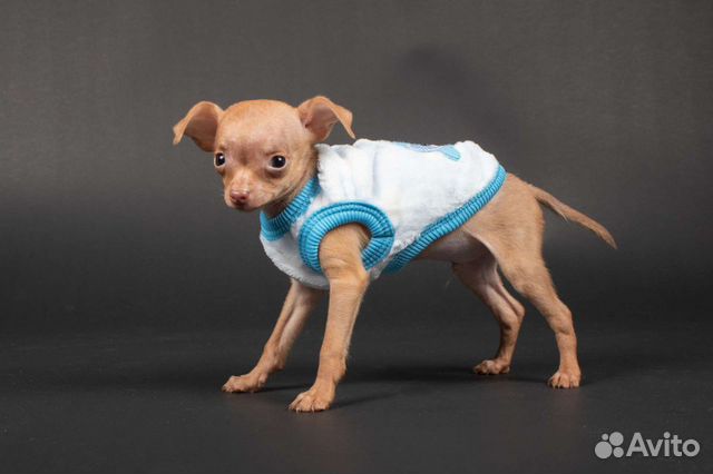 Мини той-терьер