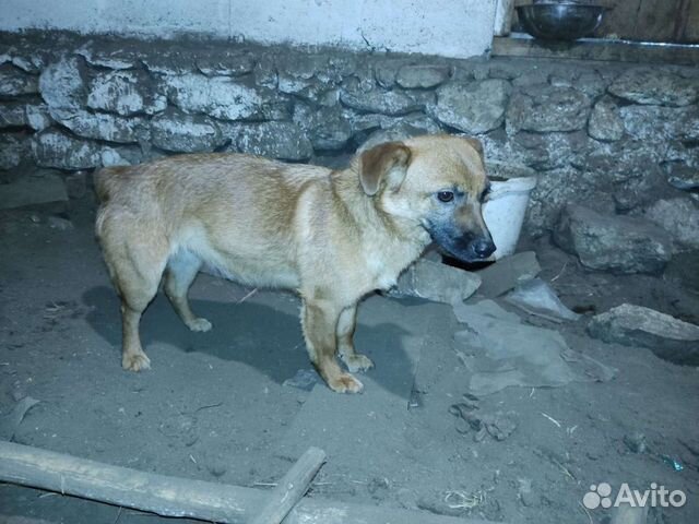 Маленькая собака в добрые руки