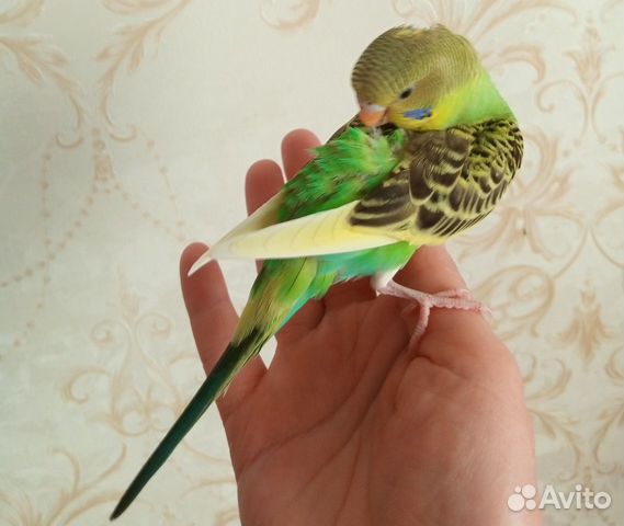 Продам попугайчика
