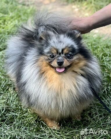 Шпиц на вязку