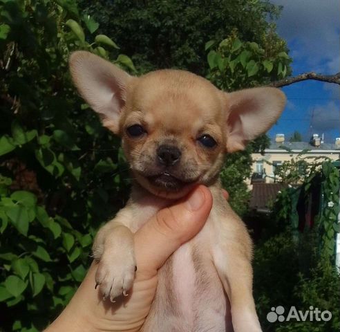 Чихуахуа щенки Коби тип бейби фейс мини