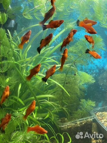 Меченосцы, эхинодорус