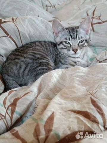 Котенок бесплатно