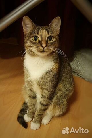 Эксклюзивная кошка