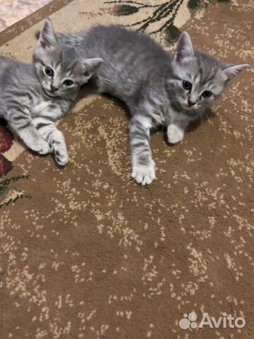 Котята британской породы