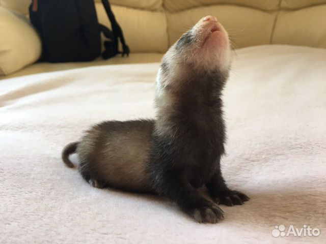 Хорек мальчик