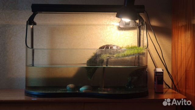 Красноухая черепаха с аквариумом