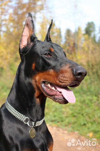 Щенки добермана