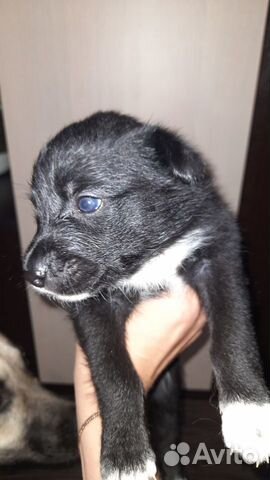 Бесплатно в дар