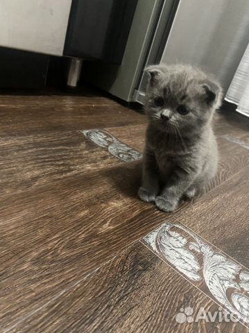 Британские котята