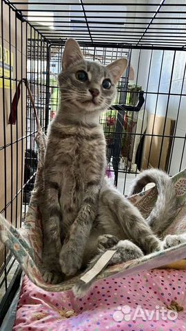 Котенок ищет дом