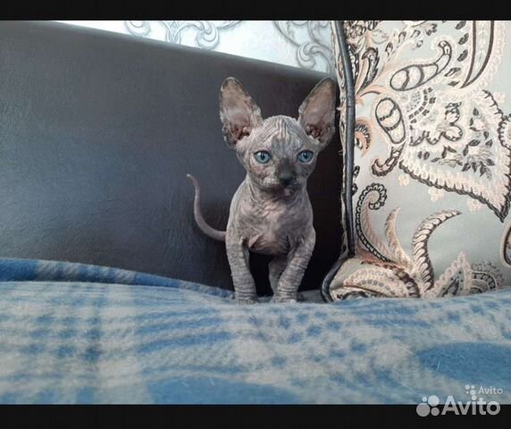 Канадский сфинкс