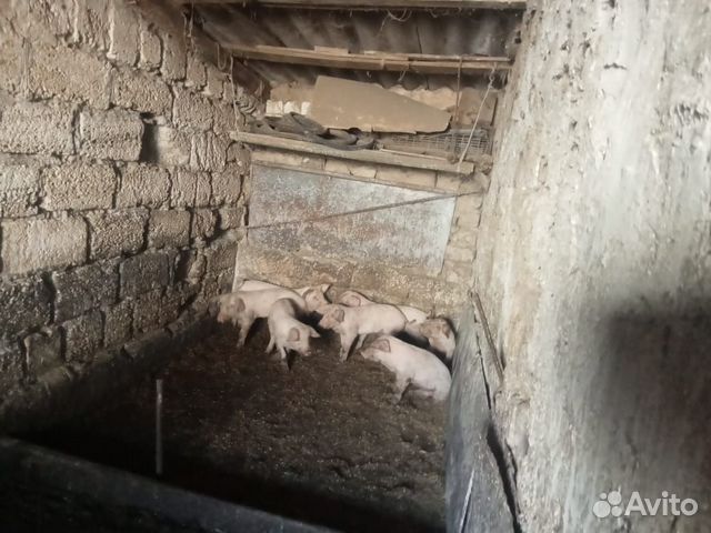 Продаю поросят