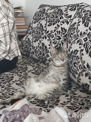 Кошка Мурыся