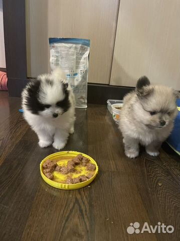 Помиранские щенки