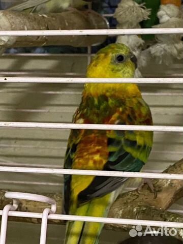 Попугай поющий