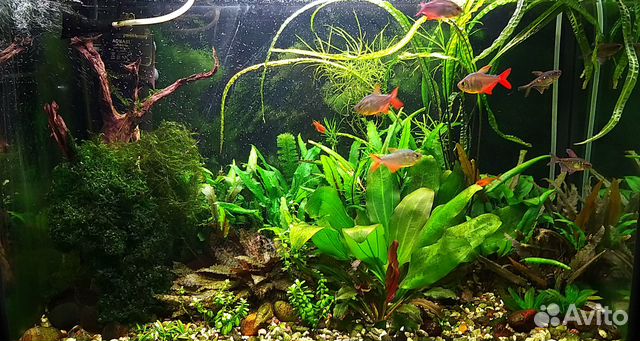 Аквариум 70 л с тумбой.С рыбками и растениями