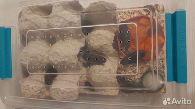 Аргентинские тараканы