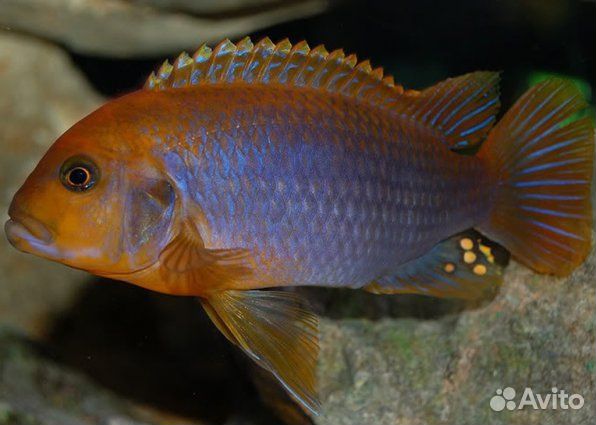 Йодотрофеус цихлида озера Малави