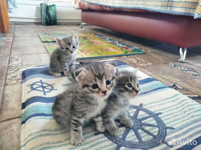 Кот кошка в добрые руки