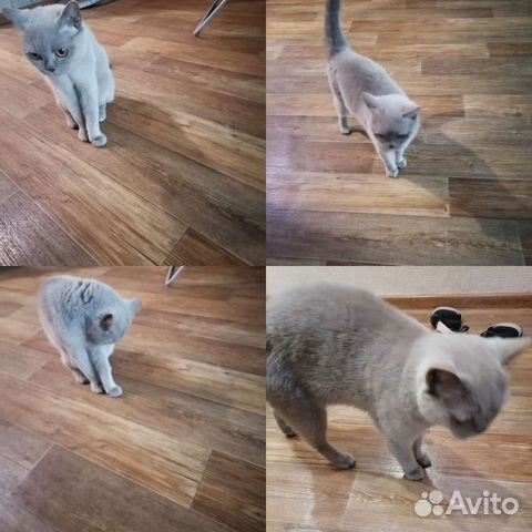 Отдадим в хорошие руки британку, взрослая кошка