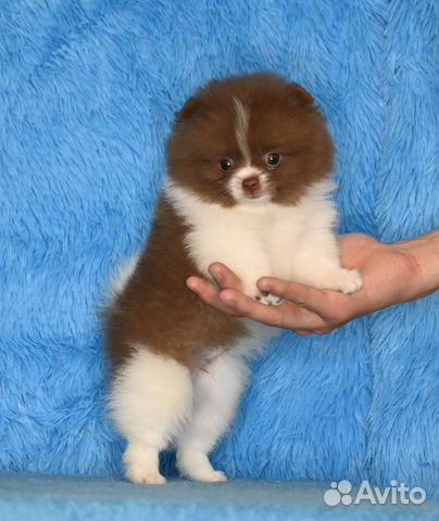 Померанский шпиц микро