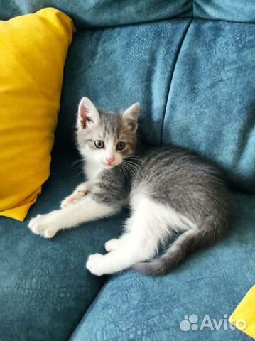 Кошки в добрые руки бесплатно