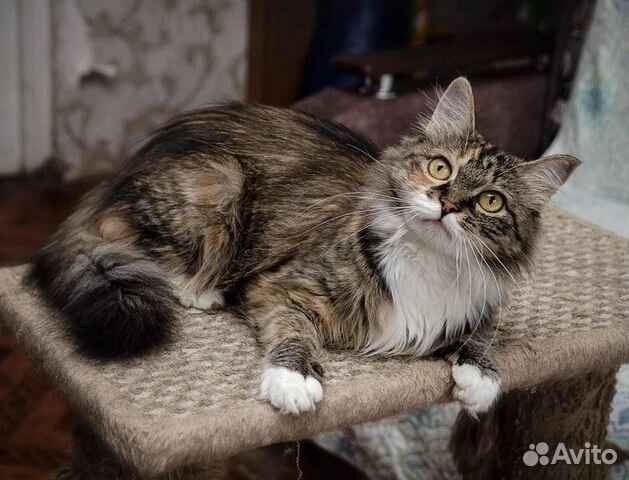 Маня-кошечка, которая любит воровать огурцы)