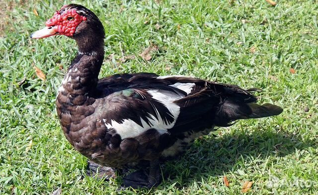 Взрослые индоутки (селезни)