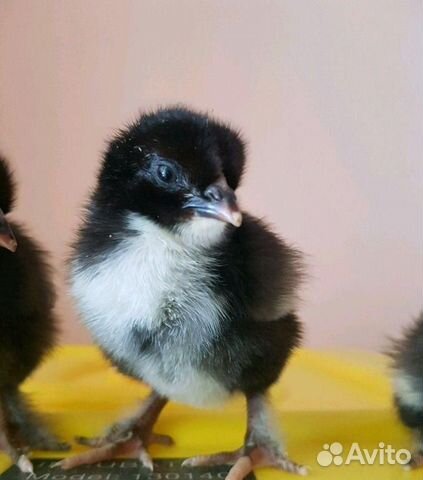 Цыплята маран черно-медный