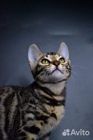 Бенгальские малыши