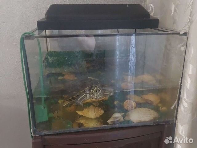 Отдаем Черепаху Глашу в добрые руки