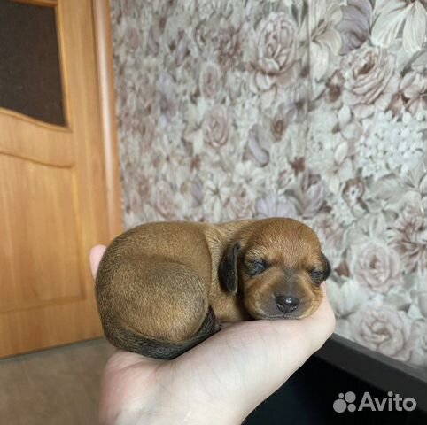 Щенки стандартной таксы