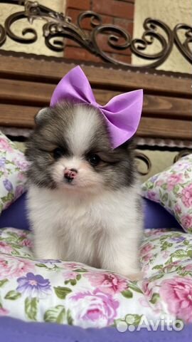 Мишка мимимишка