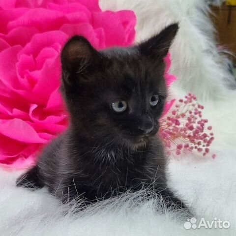 Отдам котика Уголька в хорошие руки