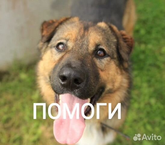 Ищу передержку. Помогите дождаться семьи