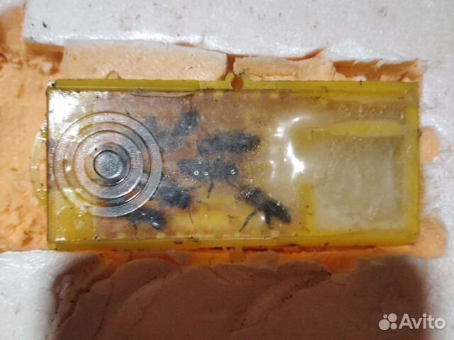 Пчеломатка среднерусская