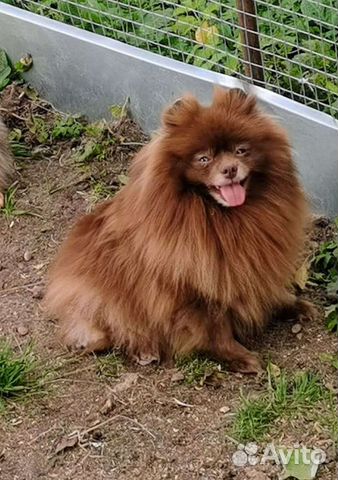 Шпиц девочка 3года