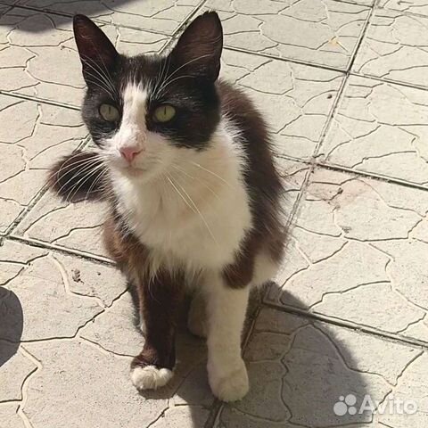 Беспризорный котик
