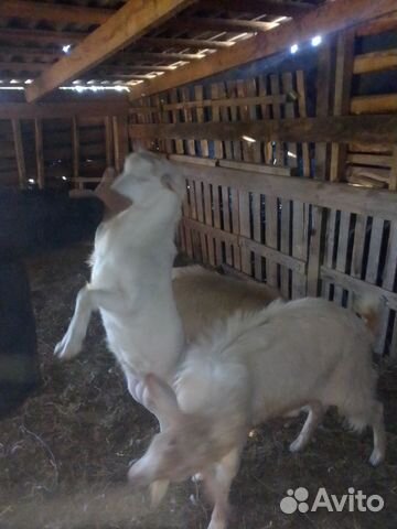 Продам козликов