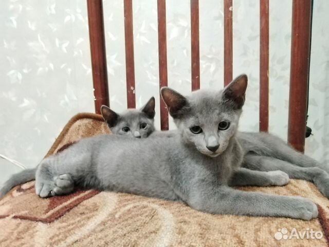 Котята русская голубая